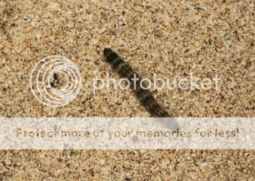 Insect IDs from Ecuador/Galapagos Islands (something for everyone ...