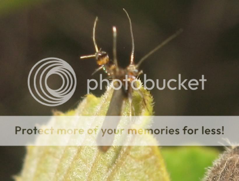 Insect IDs from Ecuador/Galapagos Islands (something for everyone ...