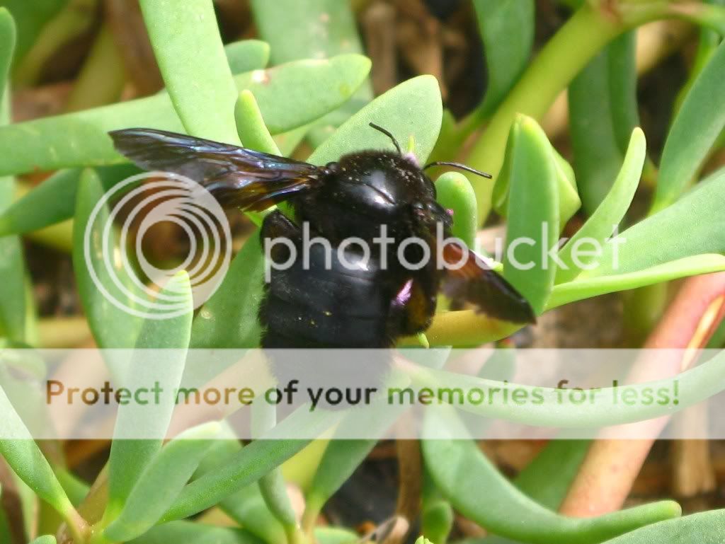 Insect IDs from Ecuador/Galapagos Islands (something for everyone ...