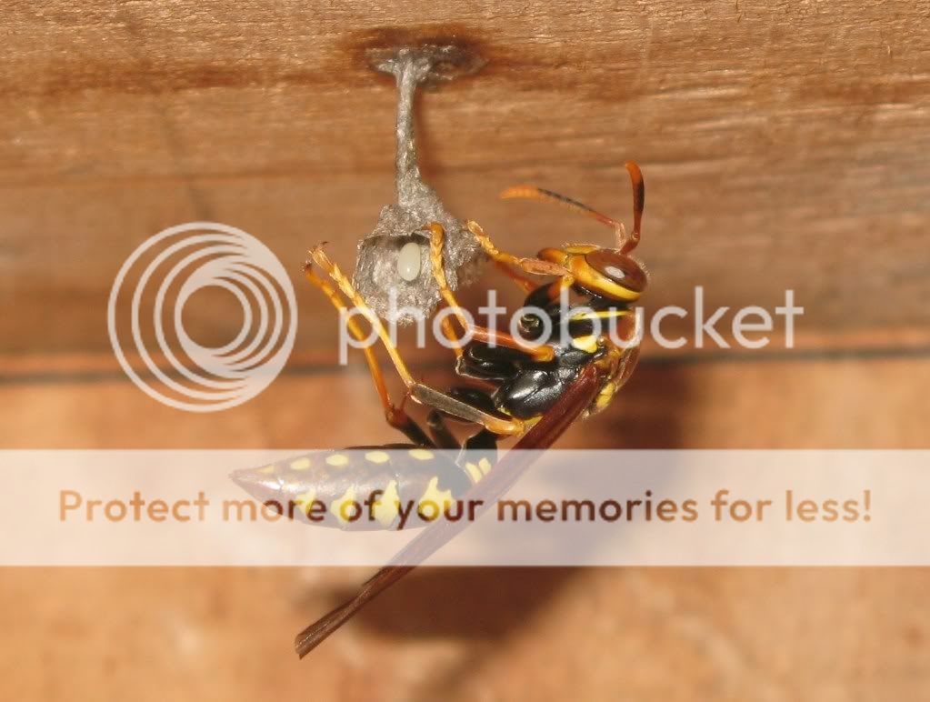 Insect IDs from Ecuador/Galapagos Islands (something for everyone ...