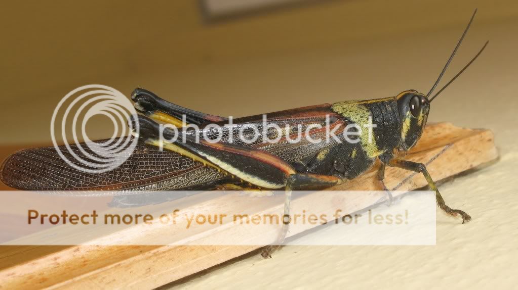 Insect IDs from Ecuador/Galapagos Islands (something for everyone ...