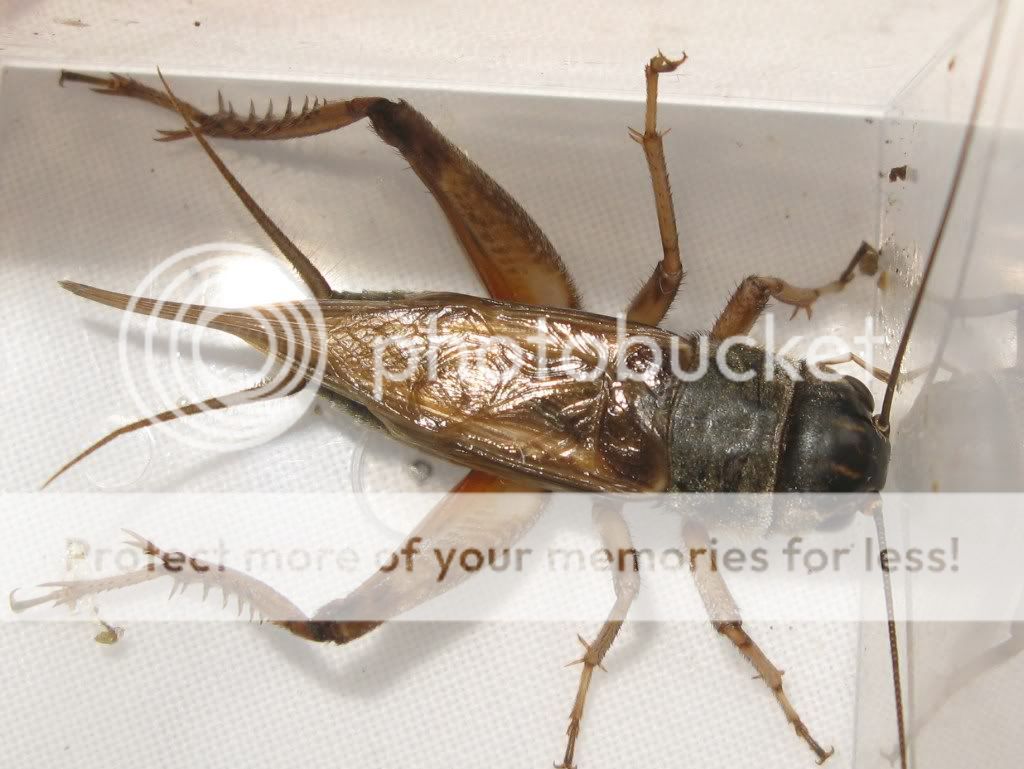 Insect IDs from Ecuador/Galapagos Islands (something for everyone ...