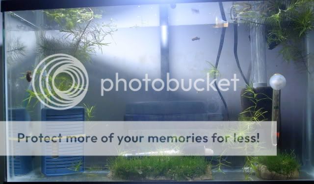 Karackle's guppy/endler experiment RIP - taken down in preparation for ...