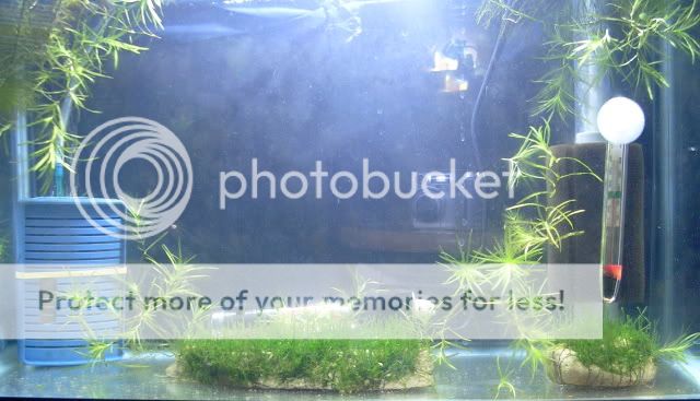 Karackle's guppy/endler experiment RIP - taken down in preparation for ...