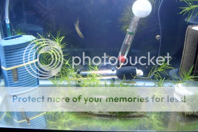 Karackle's guppy/endler experiment RIP - taken down in preparation for ...