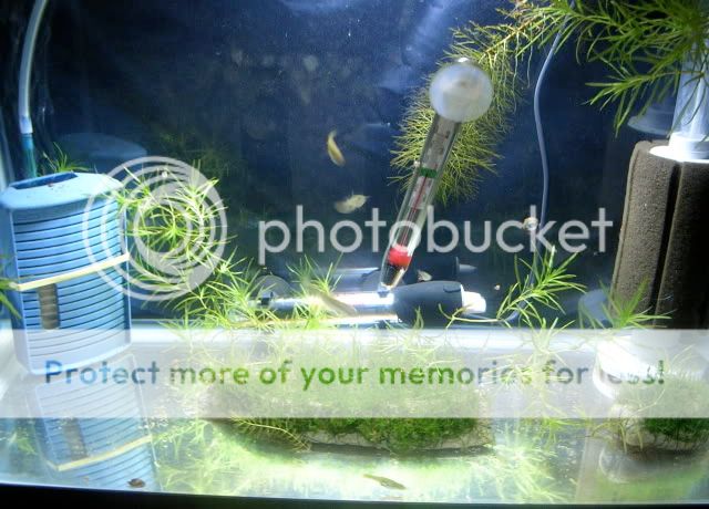 Karackle's guppy/endler experiment RIP - taken down in preparation for ...