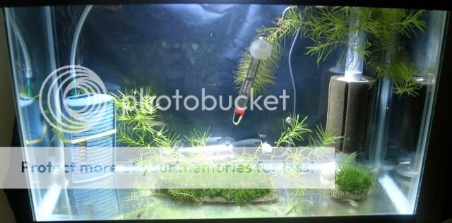 Karackle's guppy/endler experiment RIP - taken down in preparation for ...