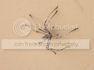 Omani Spider Said Good Morning! | Reptile Forums