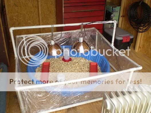 Brooder Ideas/Suggestions | BackYard Chickens - Learn How to Raise Chickens